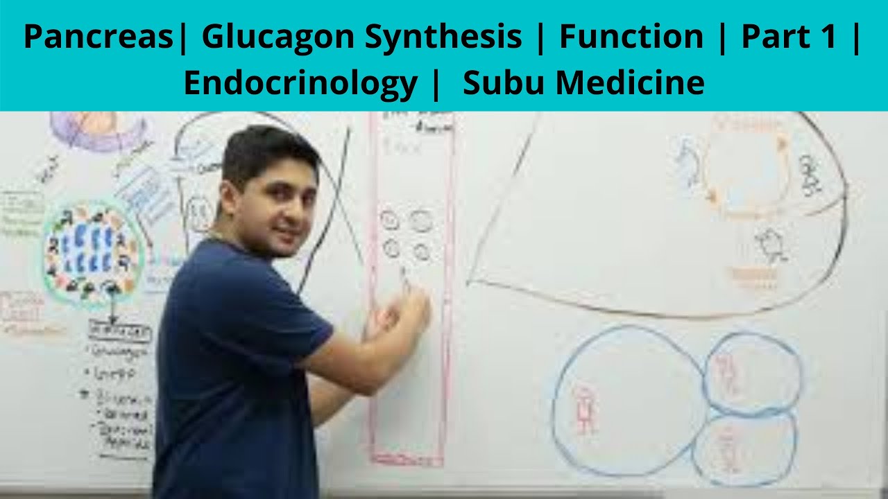 Pancreas| Glucagon Synthesis | Function | Part 1 | Endocrinology ...