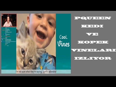 Pqueen Kedi ve Köpek Vineları İzliyor