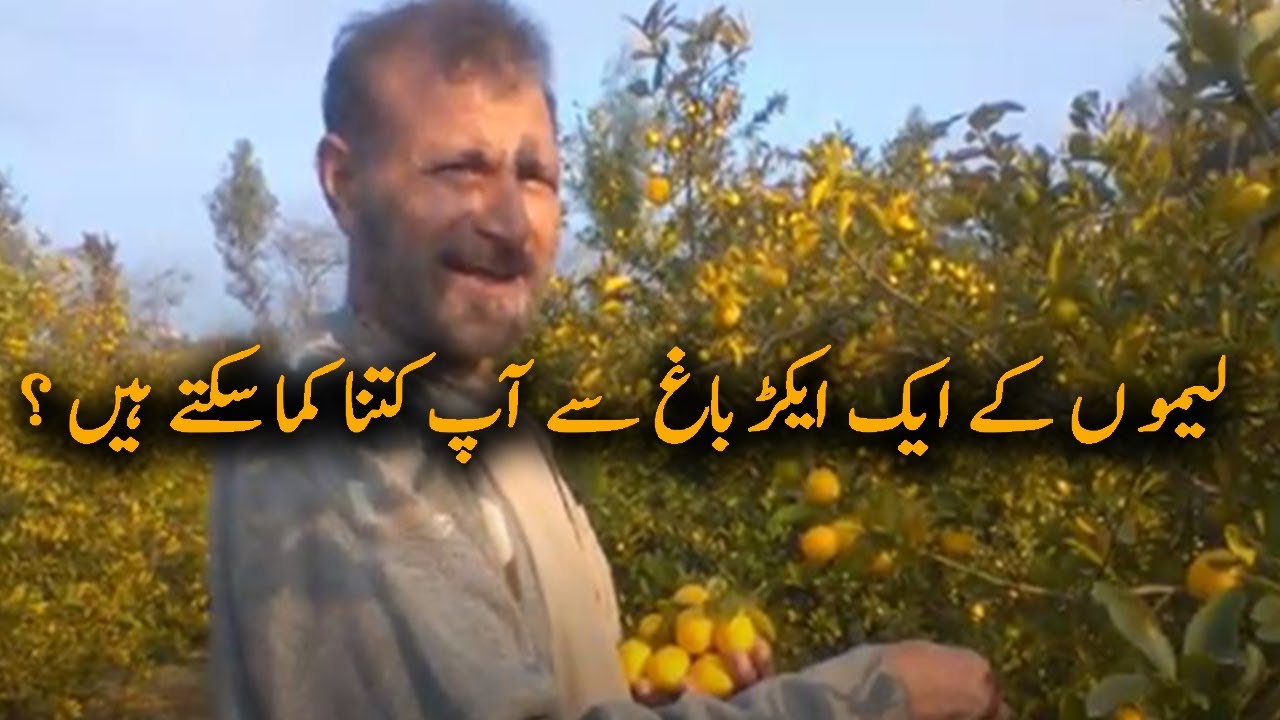 How to Start Lemon Farming | Lemon Gardening | Lemon Farming in ...
