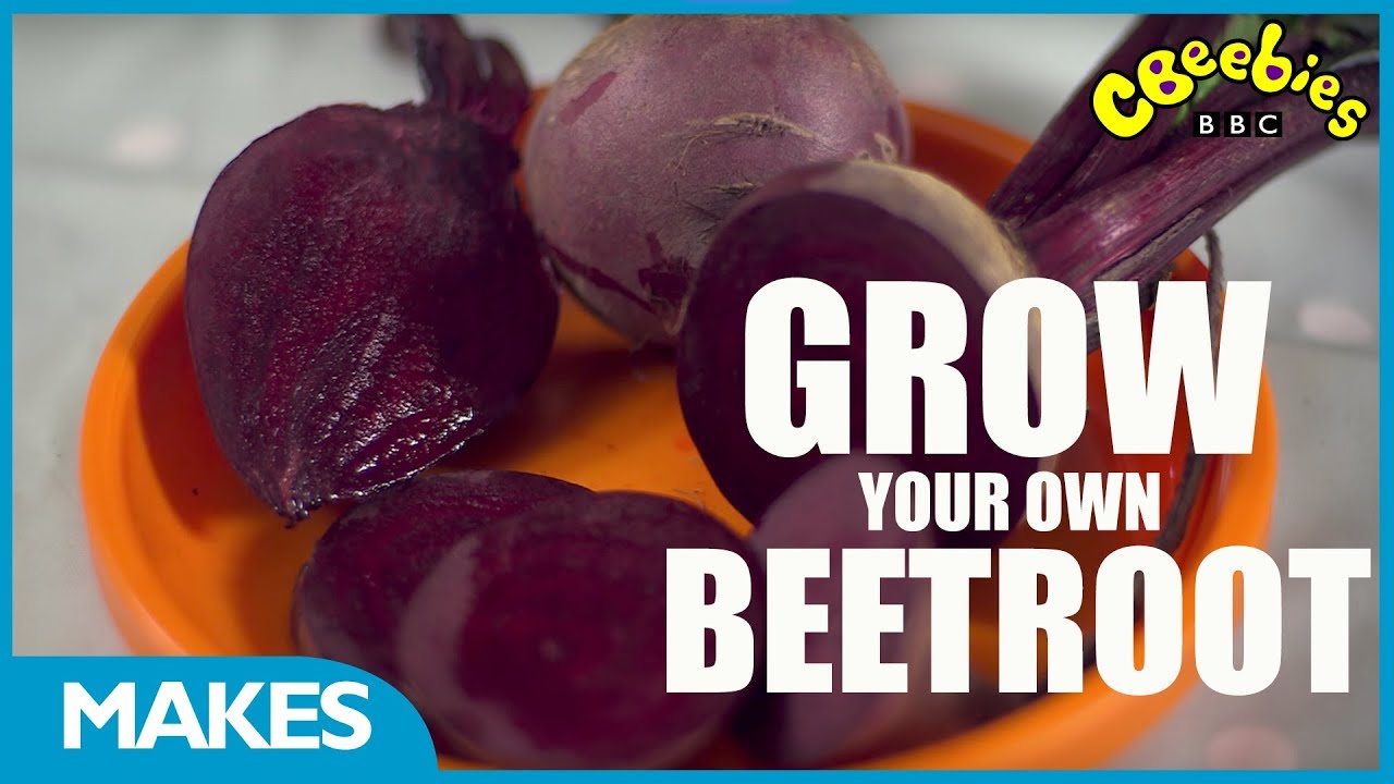 CBeebies | How to Grow Beetroot | Down on The Farm - YouTube