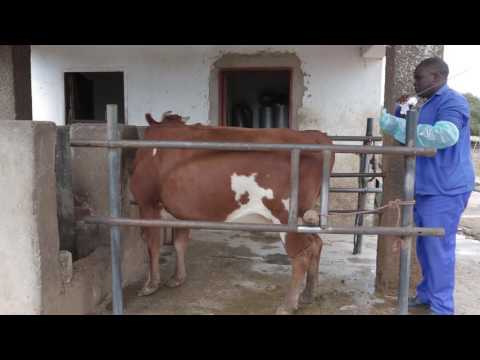 Dairy Learning Lab - Artificial Insemination - Practical