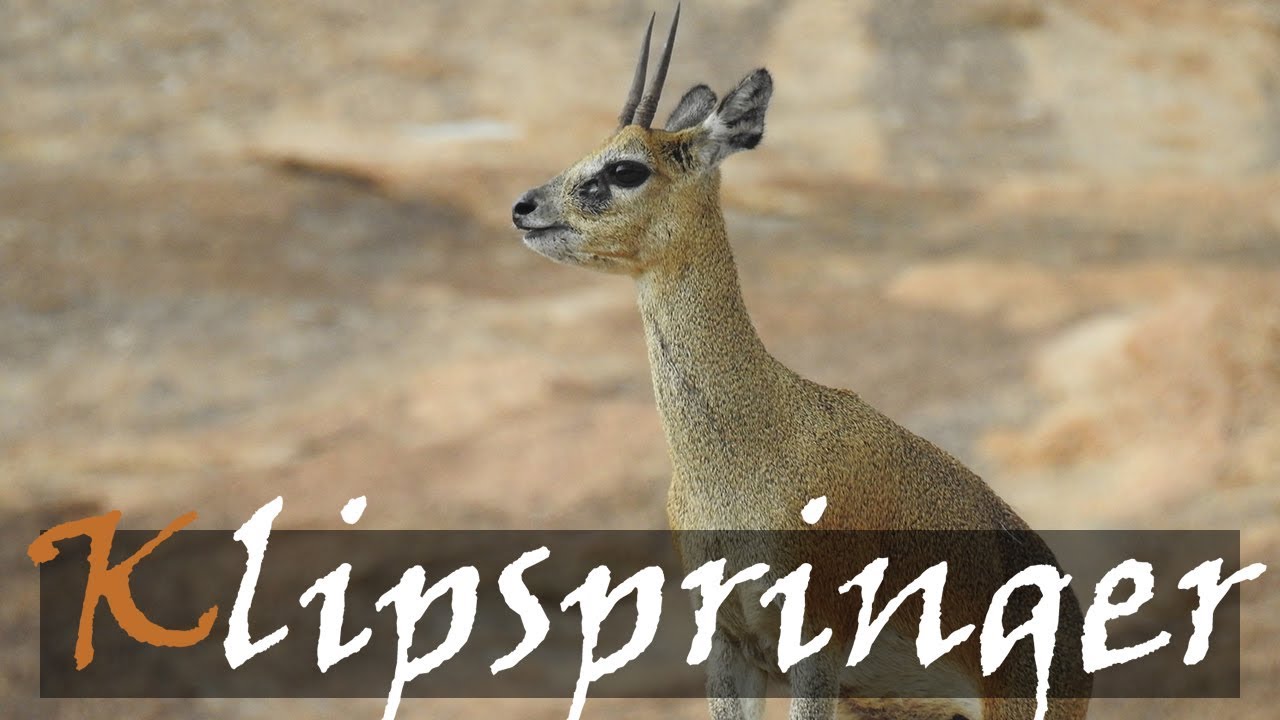 Klipspringer Jumping