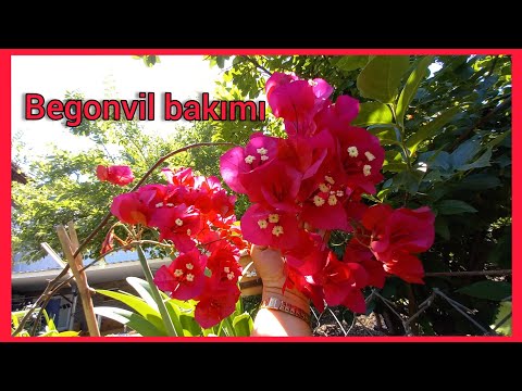 BEGONVİL ( BOUGAİNVİLLEA ) BAKIMI ÇOĞALTIMI ÜRETİMİ NASIL BOL ÇİÇEK AÇAR
