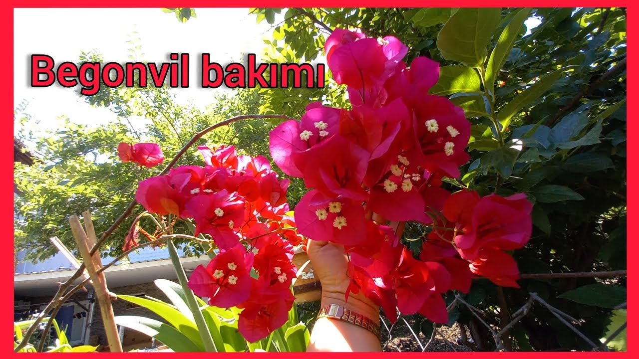 BEGONVİL ( BOUGAİNVİLLEA ) BAKIMI ÇOĞALTIMI ÜRETİMİ NASIL BOL ÇİÇEK ...