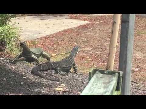 A goanna comes to the barbecue. - YouTube