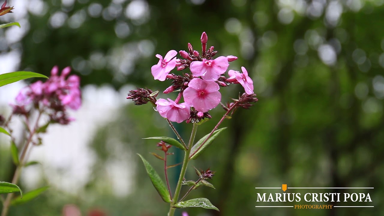 Beautiful pink flowers in the rain StockVideo - YouTube