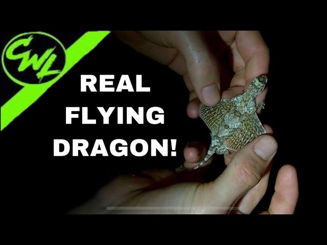 Real Life Dragon Flying Mysterious Dragon Filmed FLYING Over Moutains