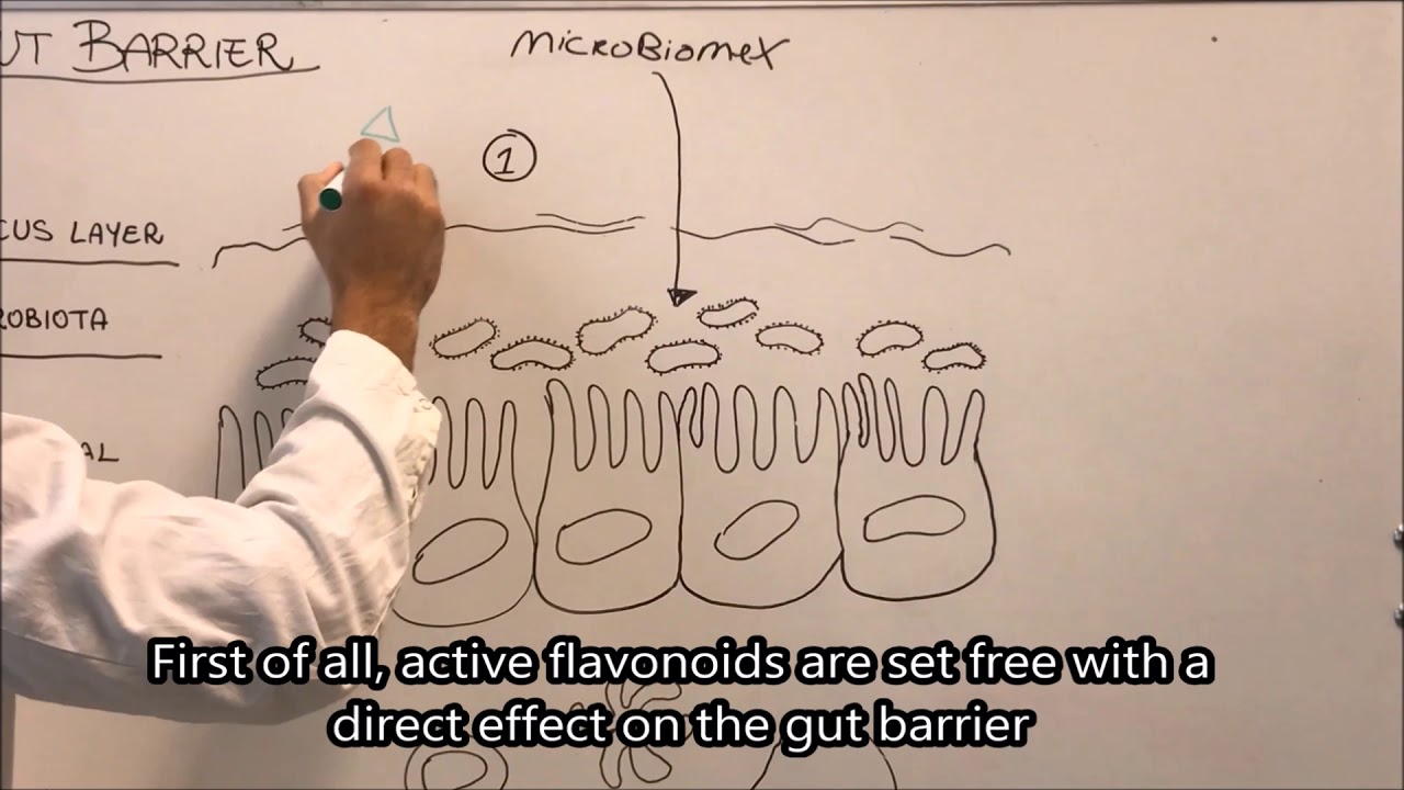 BioActor | mode of action MicrobiomeX® - YouTube