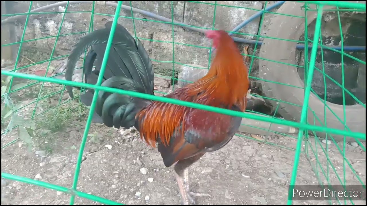 Pure Gilmore at Sweater x Gilmore For SALE | RM Backyard Breeder - YouTube