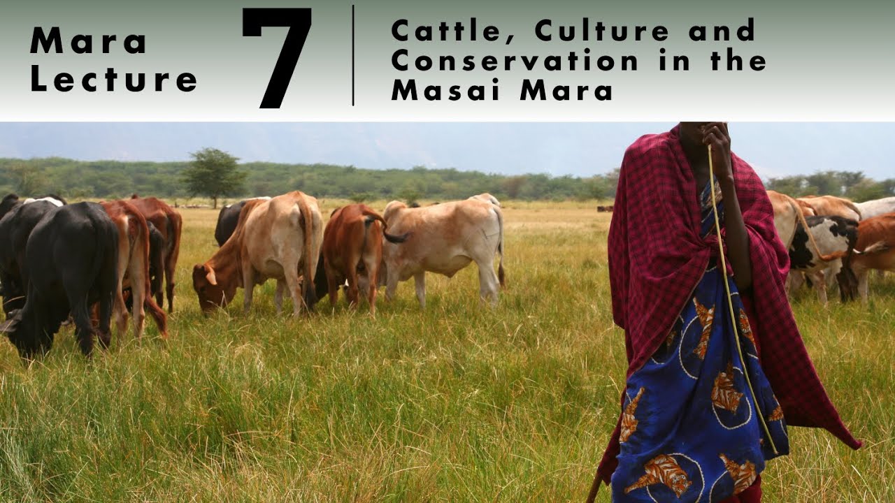 Maasai Cattle People