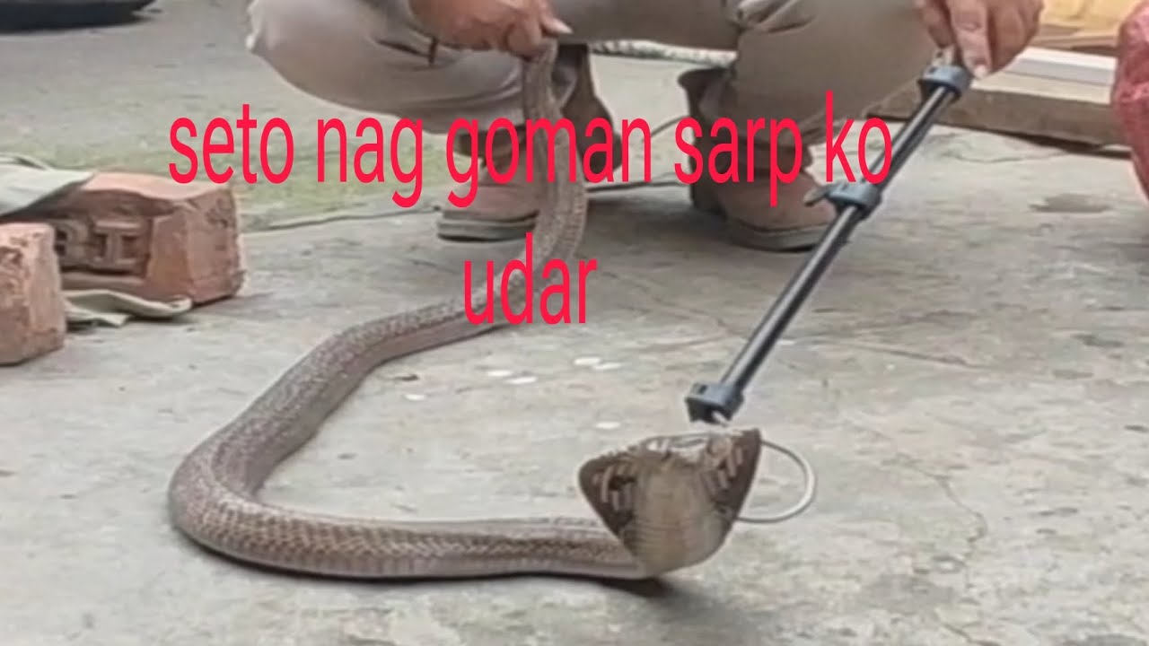 seto nag mero chanel lai like comment sher subscribe gardinu hola - YouTube