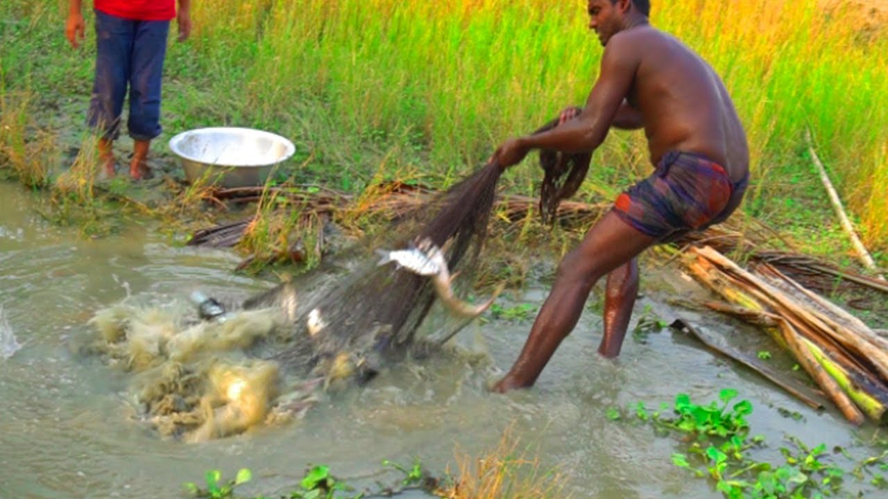 Amazing Net Fishing | Best Net Fishing | Asian Village Traditional Net ...