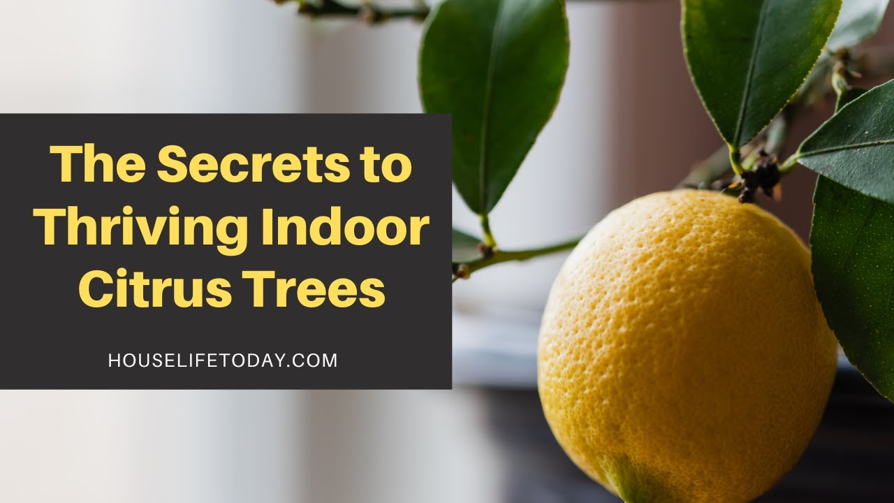 The Secrets to Thriving Indoor Citrus Trees - YouTube