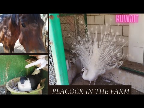 மயில், குதிரை, புறா பண்ணை குவைத்தில் | Peacock, Horse farm in Kuwait ...