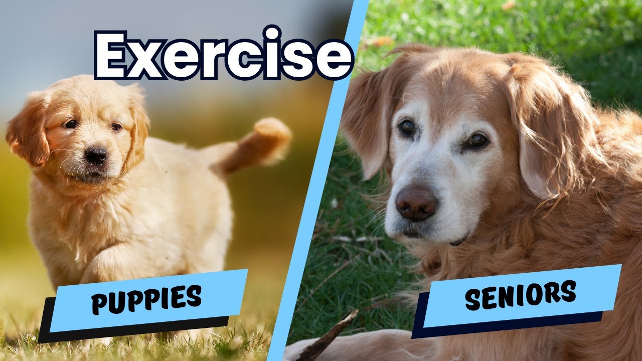 Exercise Right: Adapting Workouts for Puppies & Senior Dogs’ Unique ...