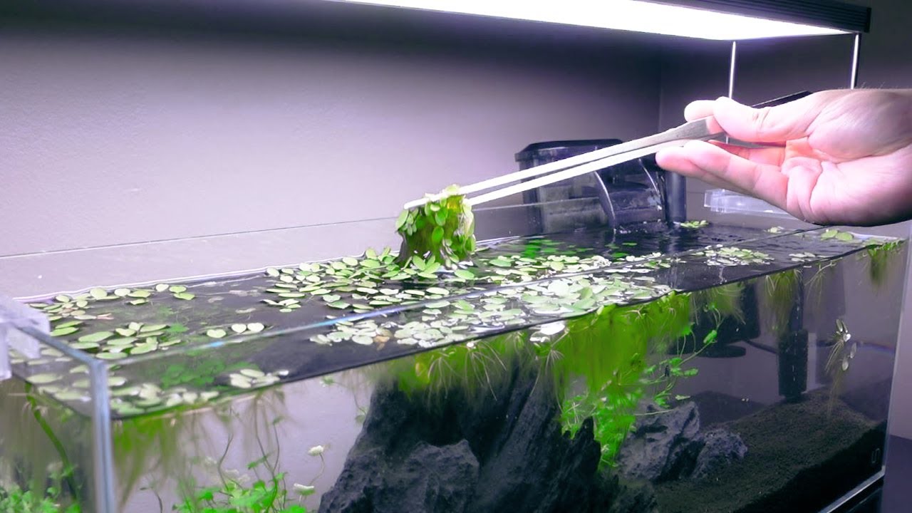 STOCKING the UNS fish tank - YouTube