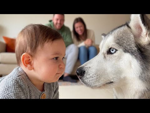 Baby Talks With Dogs— Heartwarming Moments