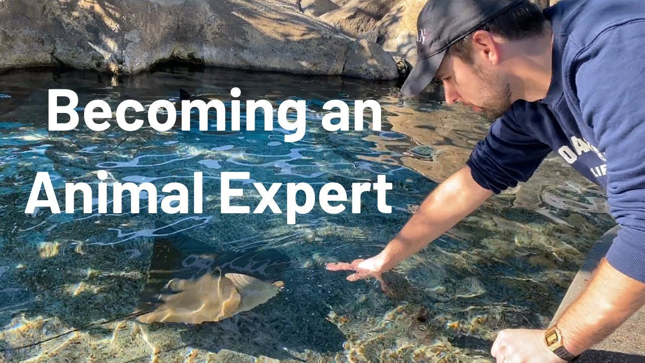 Becoming Animal Experts at the Aquarium of the Pacific - YouTube