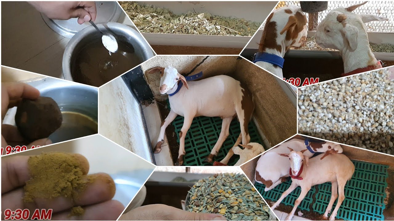 Daily lifestyle of my goats |Daily feeds for goats |Goat feed ...