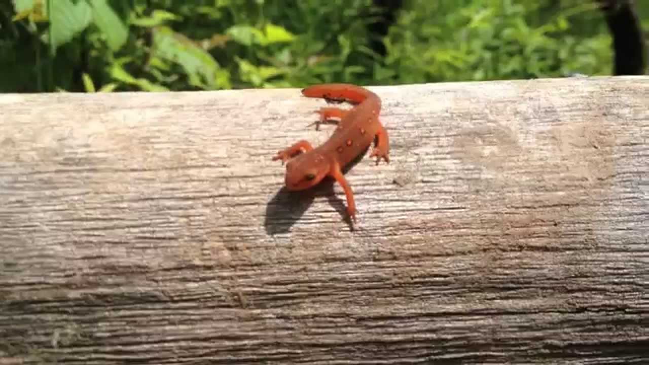 Bright Orange Eastern Newt - Running - YouTube