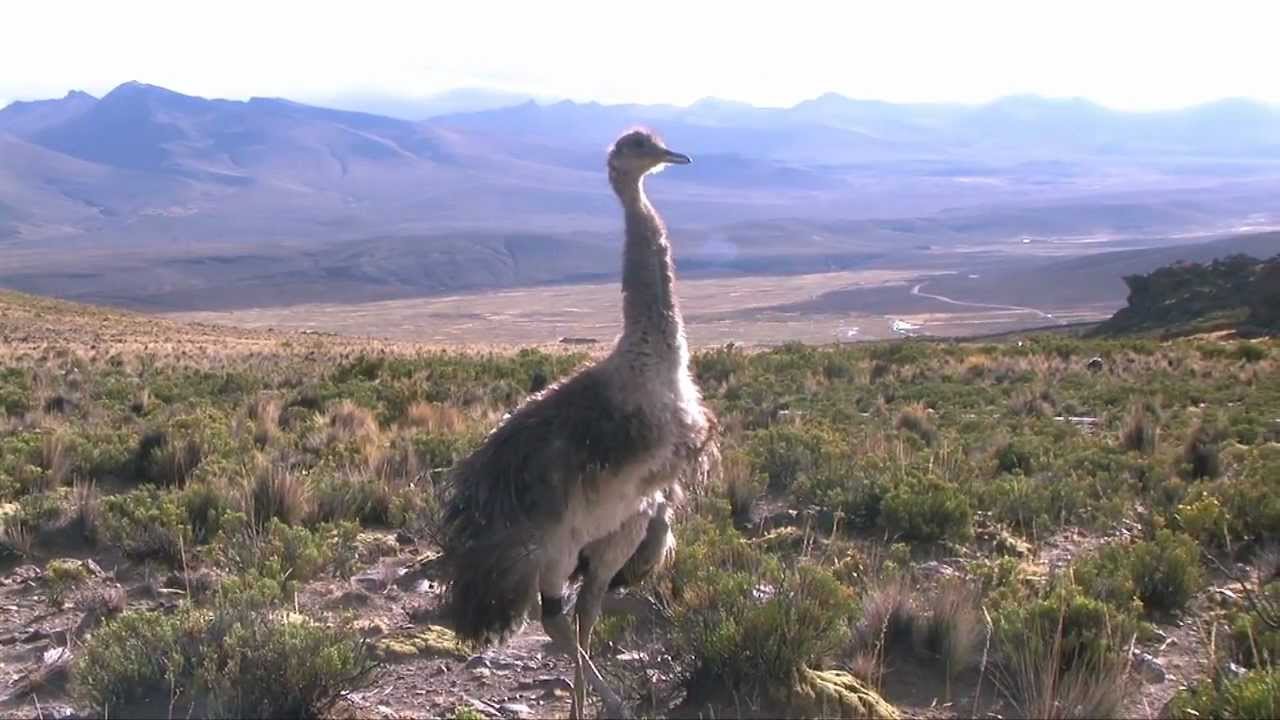 SURI : RHEA PENNATA - YouTube