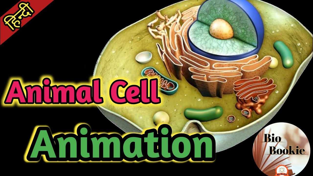 Animal Cell 3D Animation || Structure and Functions in Hindi || - YouTube