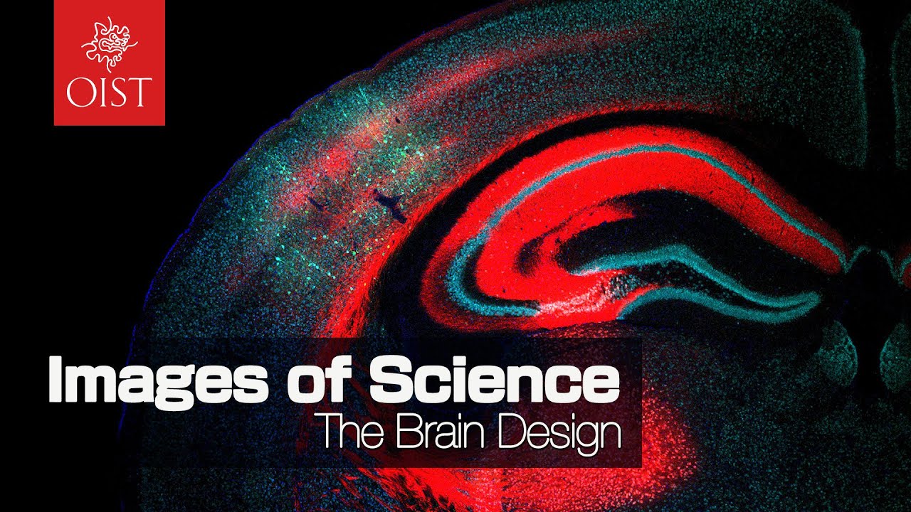 The Brain Design: Images of Science - YouTube