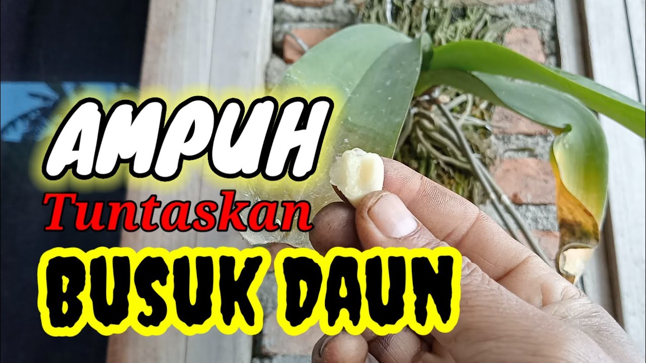 Cara Ampuh Mengatasi Busuk Daun Pada Anggrek - YouTube