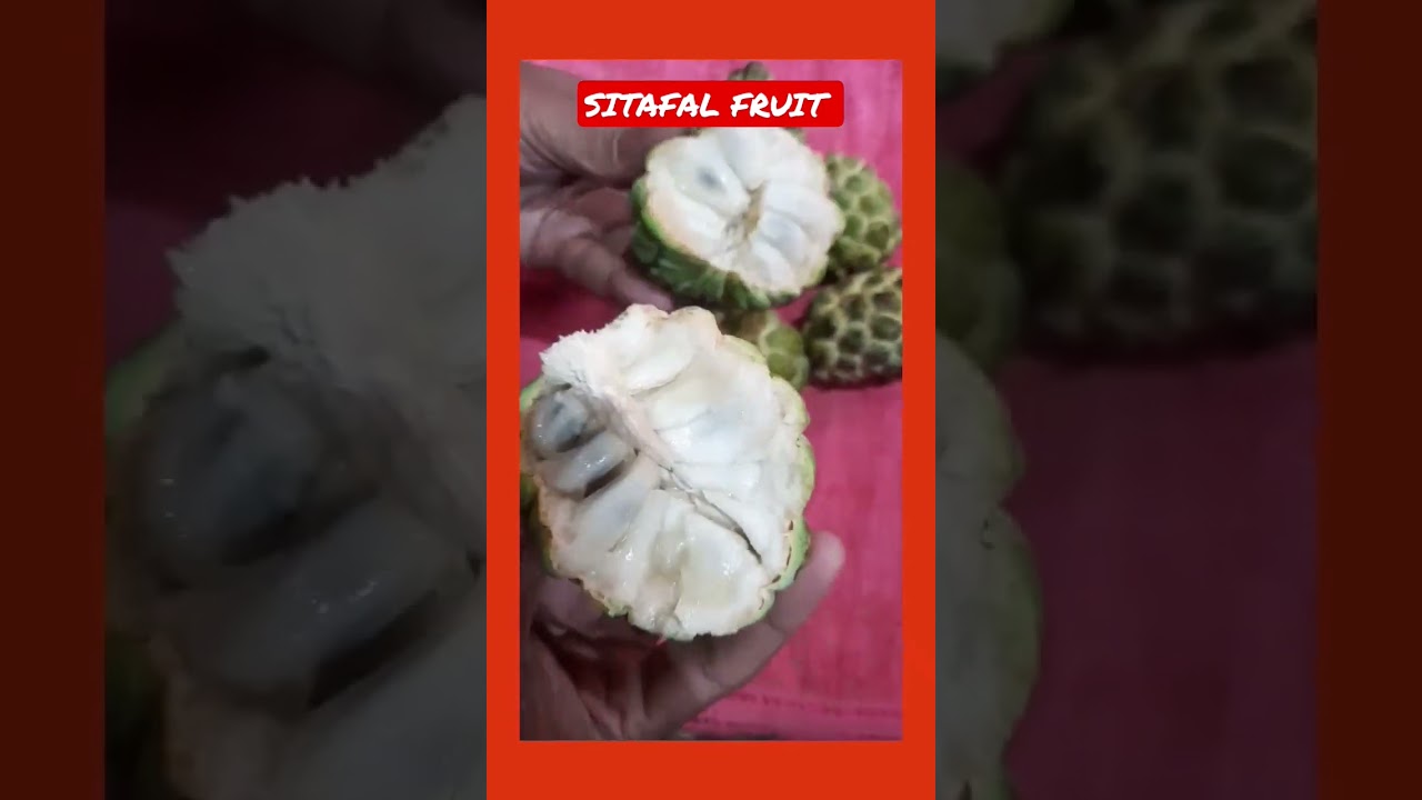 SITAFAL FRUIT # SHORT VEDEO. - YouTube