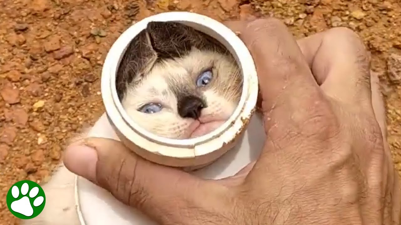 Kitten stuck in pipe - YouTube