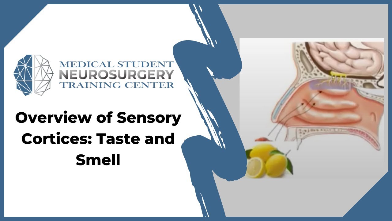 Overview of Sensory Cortices: Taste and Smell - YouTube