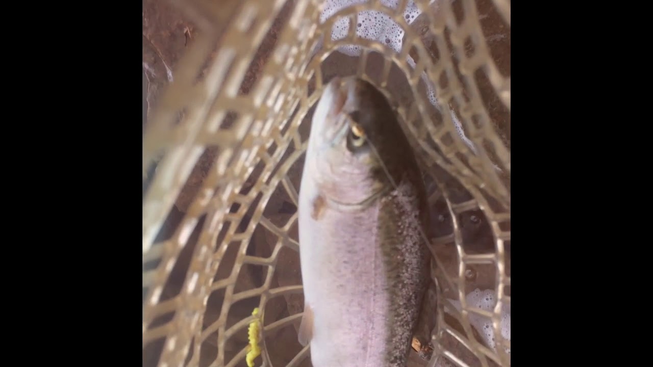Barnum W.V Mar 14th 2018 trout fishing - YouTube