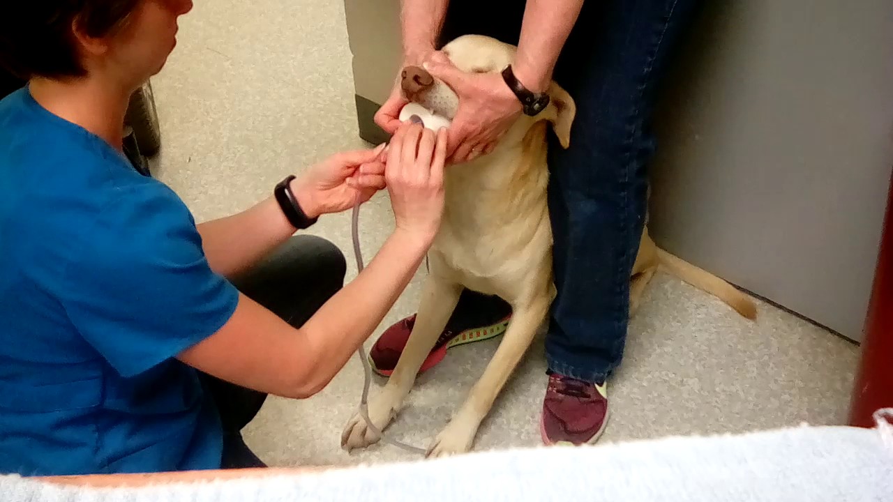 Skill # 13 Orogastric Tube - YouTube