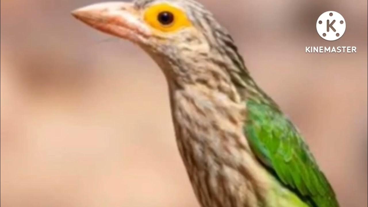 # suab noog puj daum dib tuaj zoo heev 100% เส้ยงนกโพนดก - YouTube