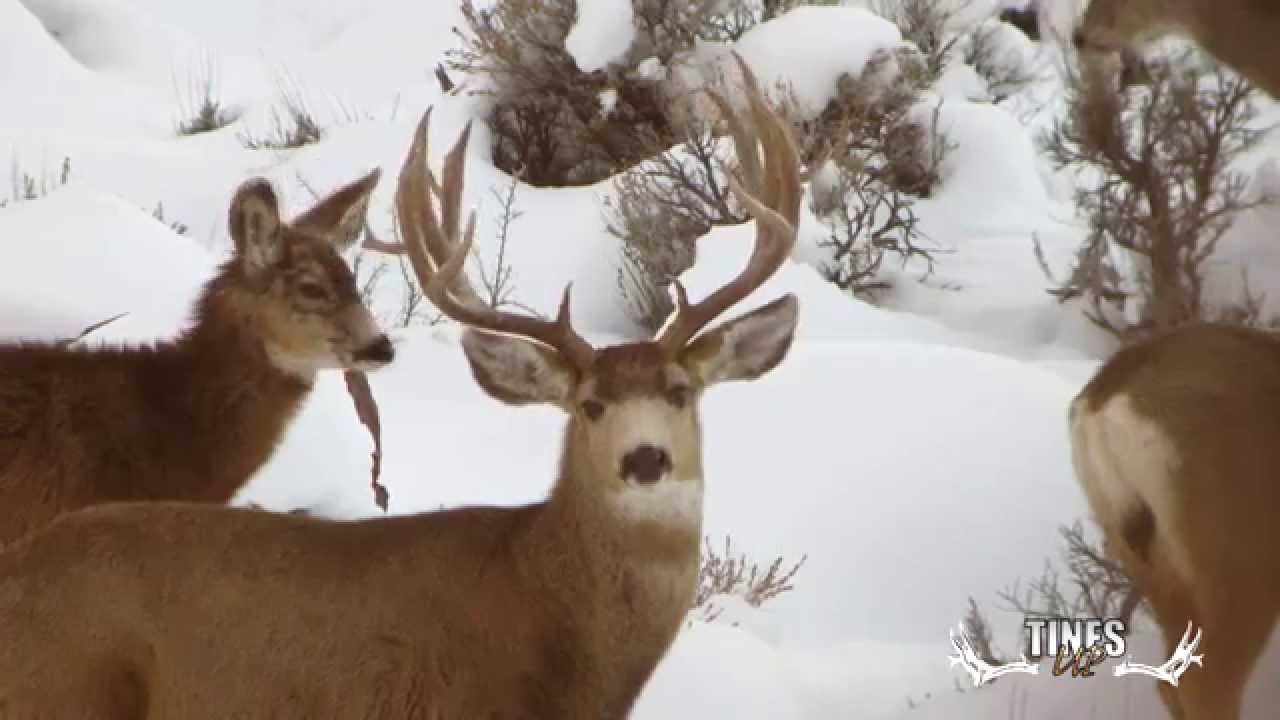 Tines Up Tuesday Episode 49 - Enjoying the Outdoors! - YouTube