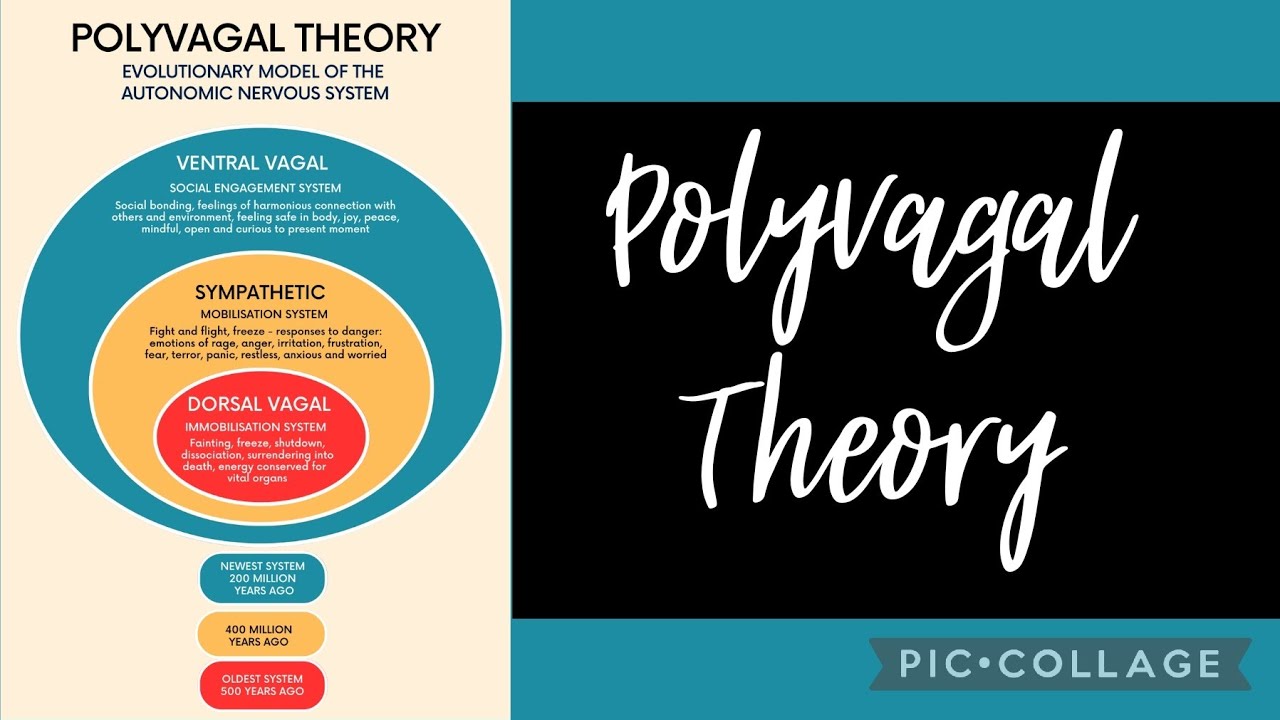 Polyvagal Theory by Dr Stephen Porges #mentalhealth #therapy # ...