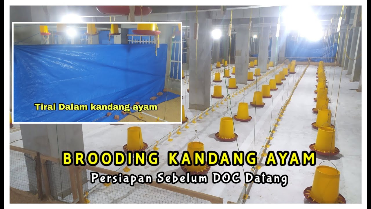 Cara membuat tempat brooding kandang ayam close house populasi 10.000 ekor - YouTube