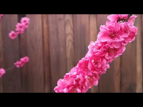 last year peach tree blossom in my garden #blossom #gardeningfromusa#peachtree#pinkflowers