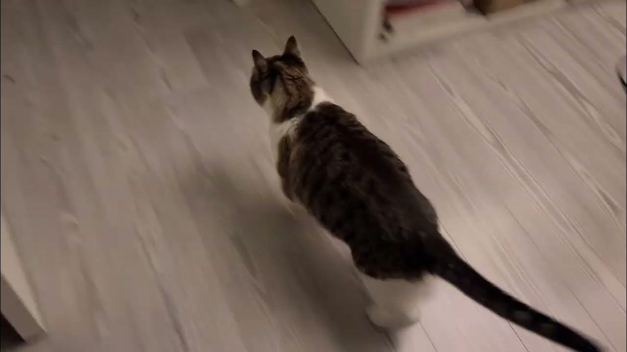Completely Opposite Ball Fetching Cat Personalities YouTube completely-opposite-ball-fetching-cat-personalities-youtube