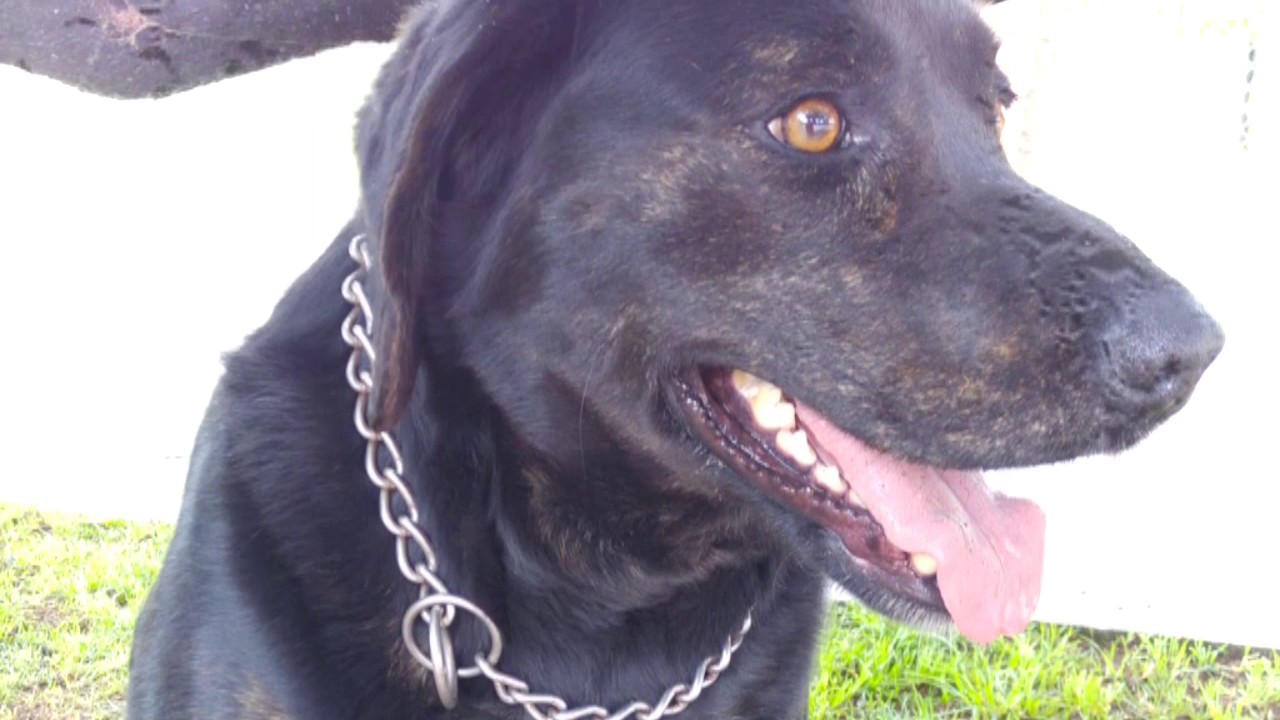 Adiestramiento labrador mestizo "REINA" - YouTube