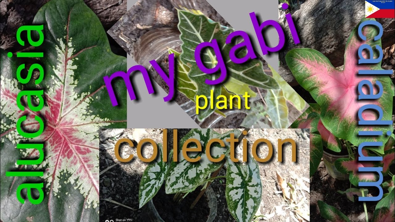caladium collection: gabi plant | production | halaman | industry ...