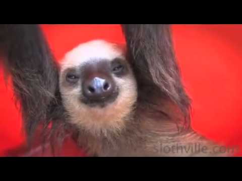 Bucket Of Sloths Cute Animals - YouTube