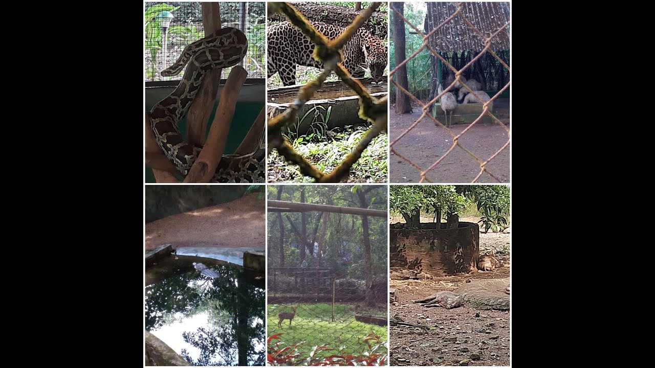 Bondla Zoo Goa Ponda 2021 - YouTube