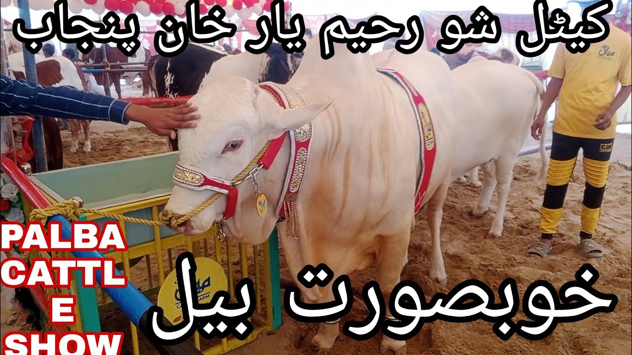 PAlBA Cattle Show RYK live in Gall aay shonk di - YouTube