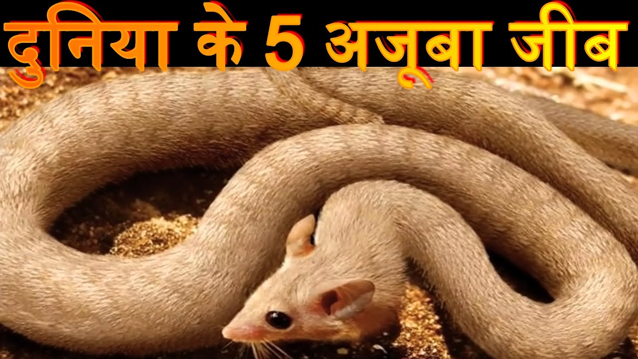 5/अजीबोगरीब जानवर / 5 POPULAR ANIMALS / अजूबा जानवर / Ajuba Janwar ...