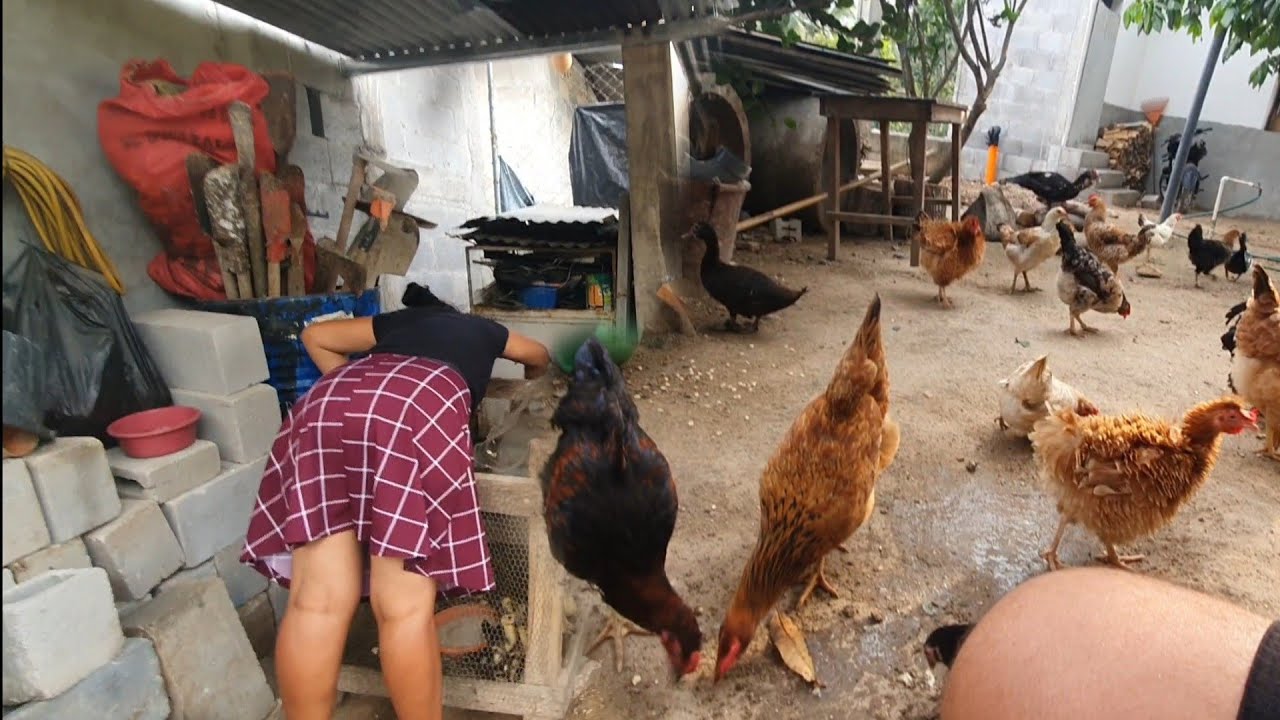 Ahora Que Tenemos Más Grande El Patio Tendré Más Animalitos Para Criar ...