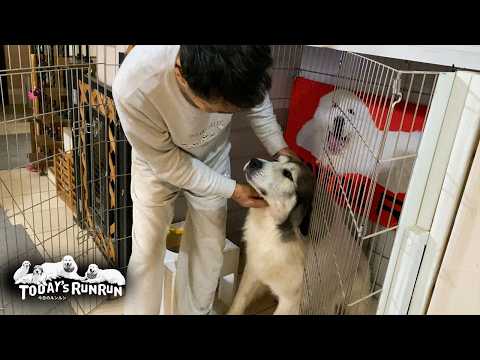 お薬をあっという間に飲ませてもらったアランとベルとリリーです　Great Pyrenees　グレートピレニーズ
