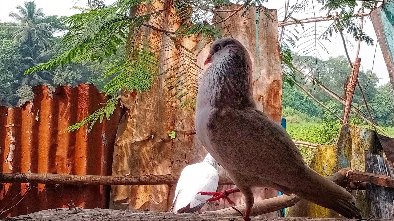 pigeons videos all udan kabuthar - YouTube