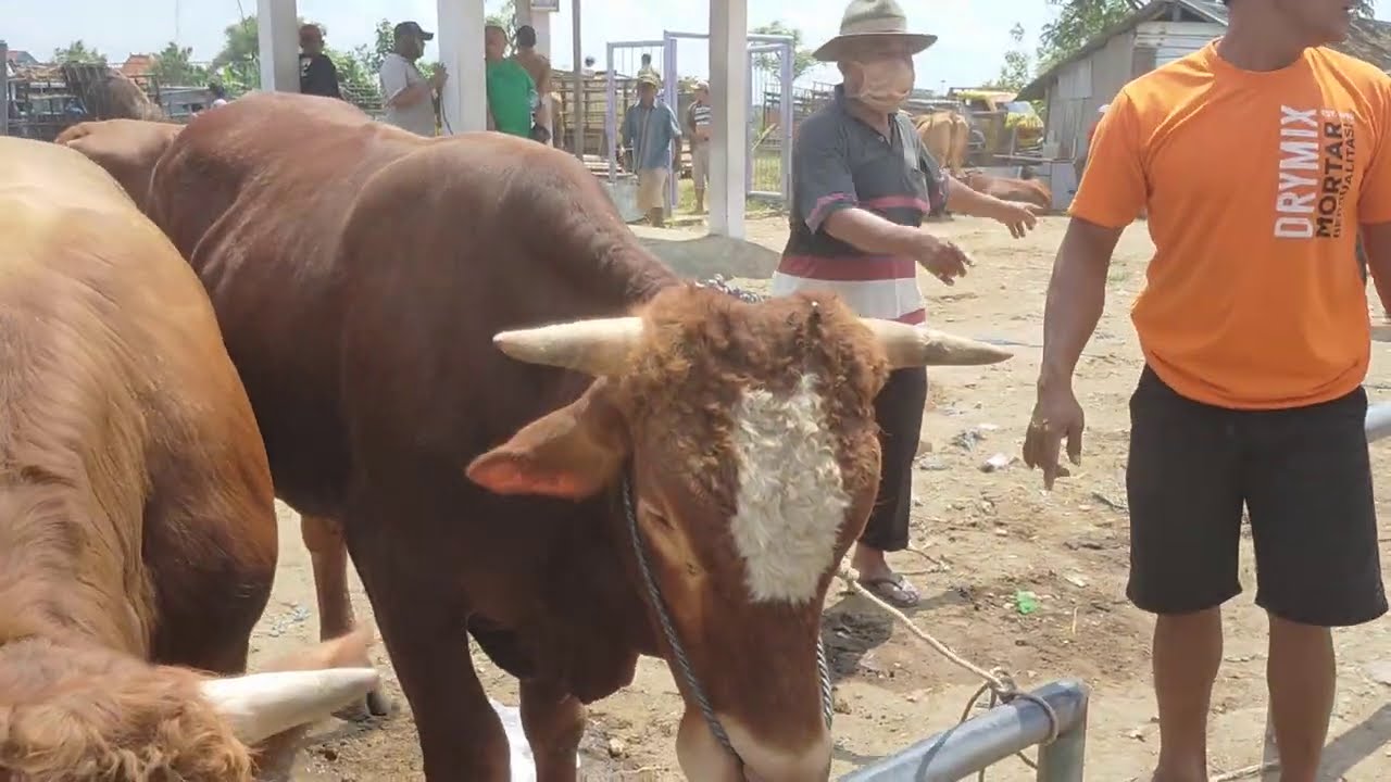 Harga Sapi Terbaru Pasar Sapi Tikung Lamongan 16 Agustus 2020 - YouTube