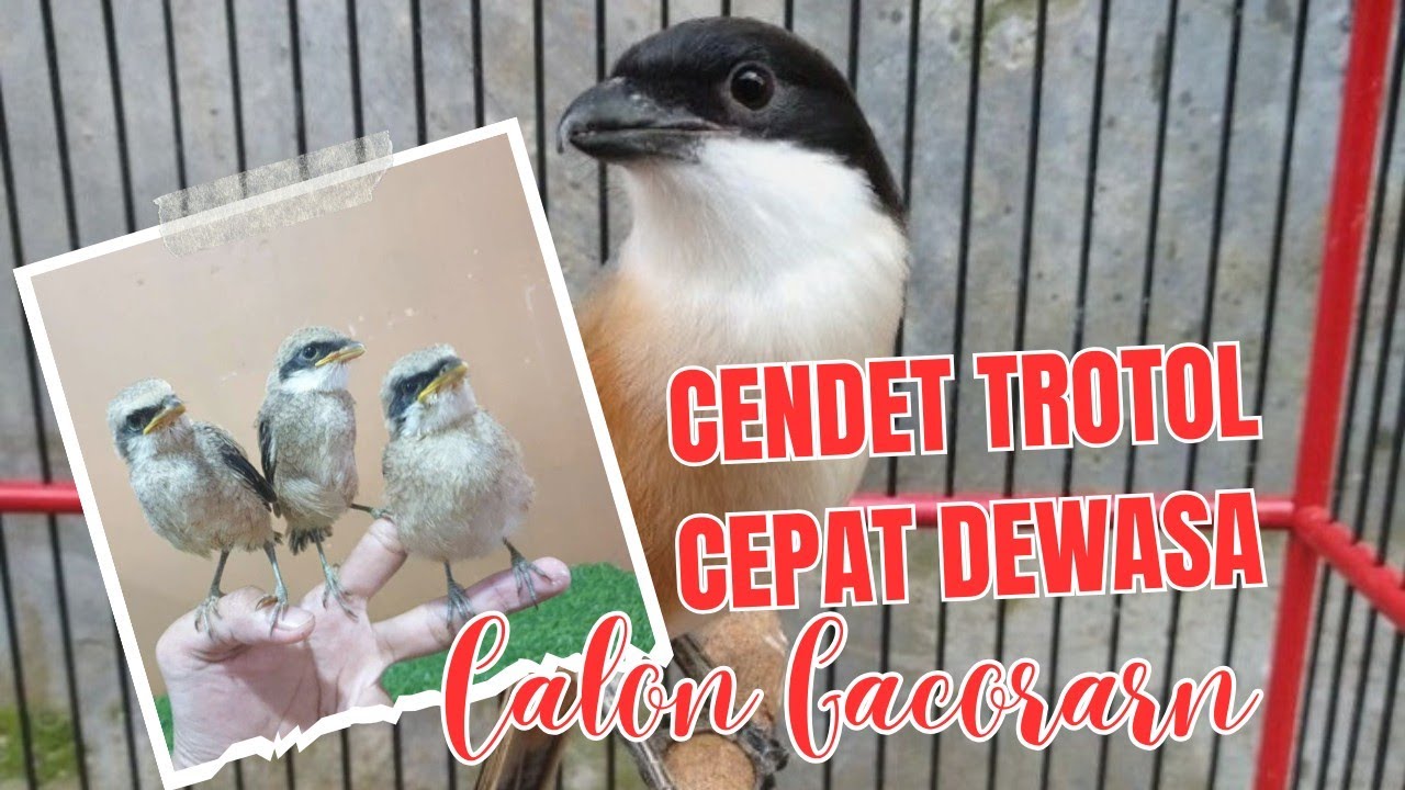🔴CARA PERAWATAN BURUNG CENDET TROTOL CEPAT DEWASA DAN BUNYI‼️ - YouTube
